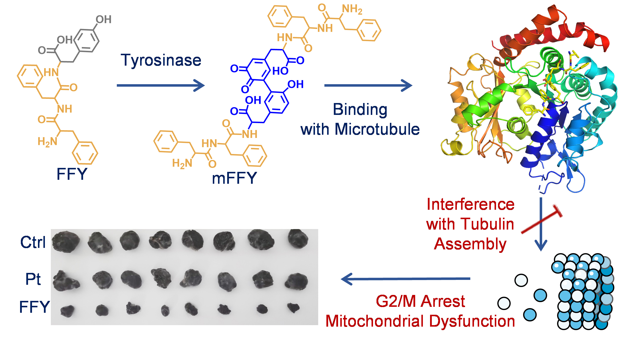 Intracellular Self-Assembly of Peptides to Induce Apoptosis against ...